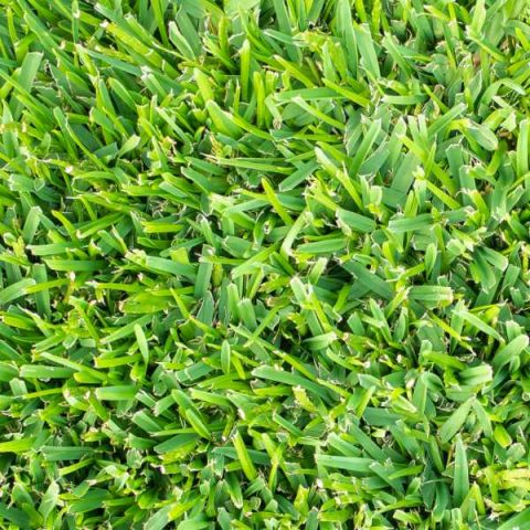 Shademaster Soft Leaf Buffalo - Turfline